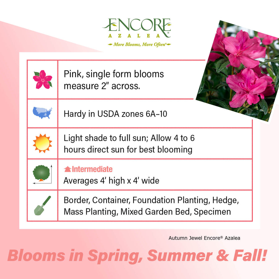 Autumn Jewel Encore Azalea | Shop Online – Plants by Mail