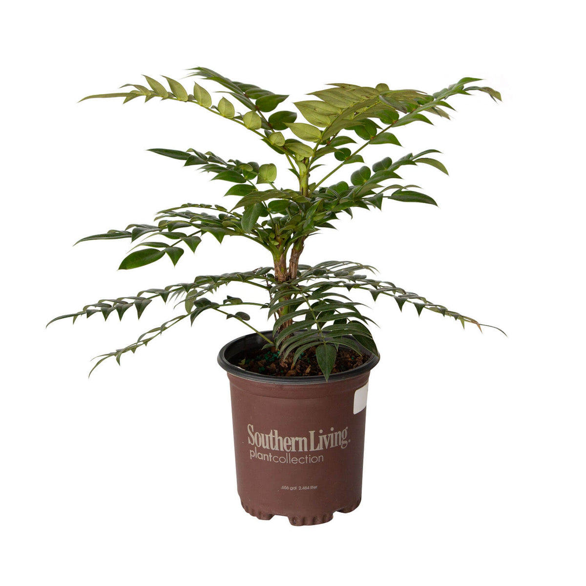 Marvel Mahonia | Shade Loving Plant – Plants by Mail