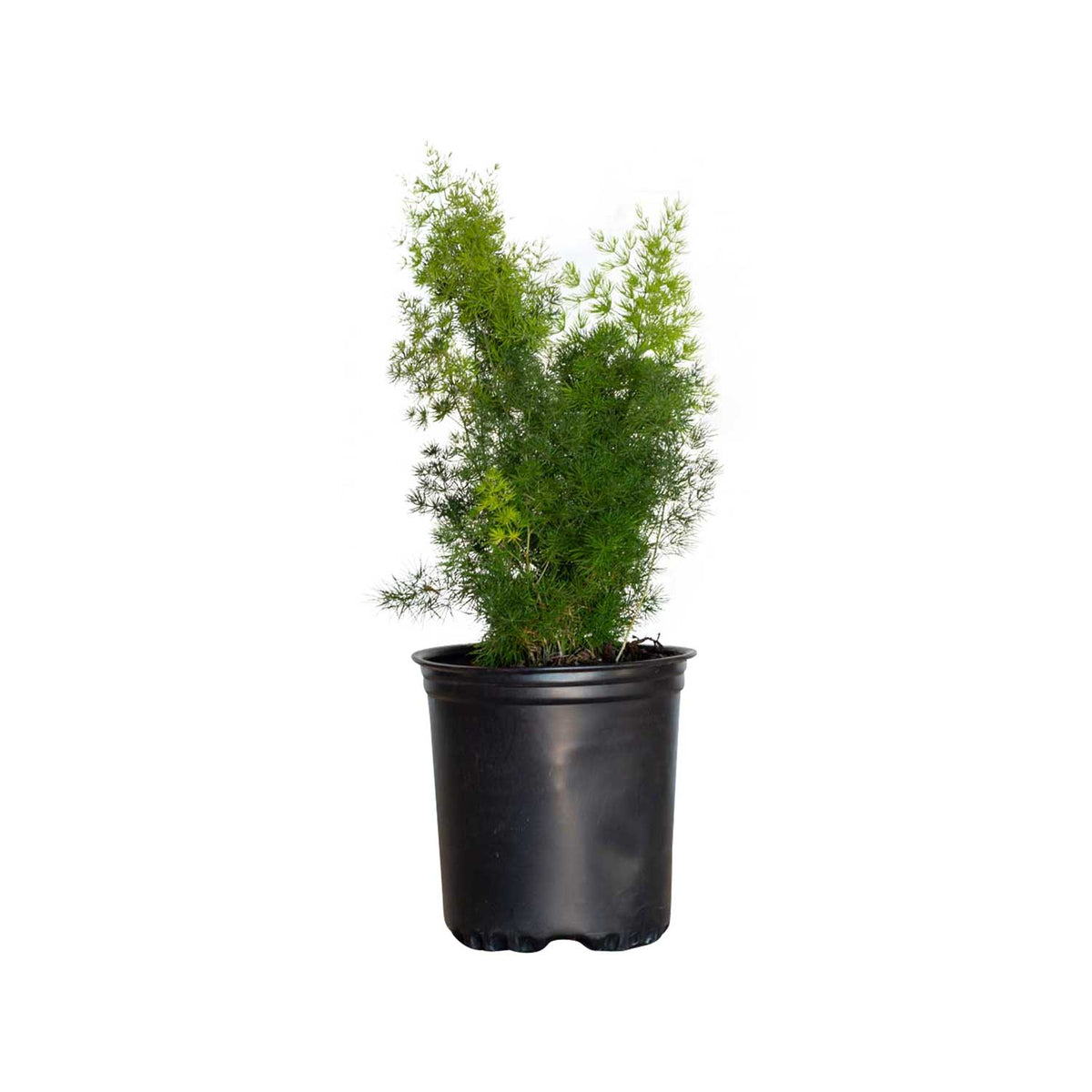 Ming Fern - Asparagus Macowanii | – Plants by Mail