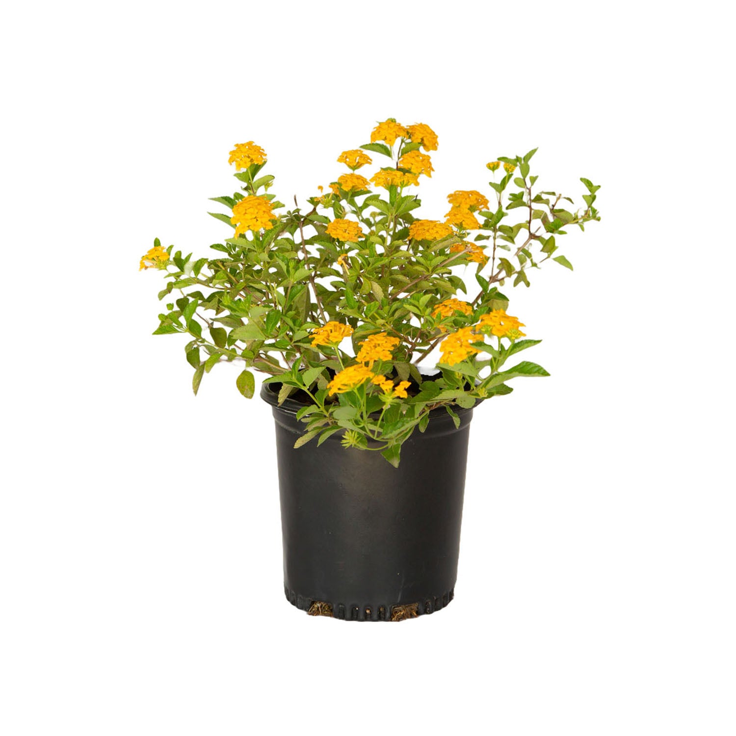 Lantana Bushes Varieties