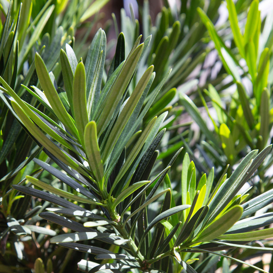 Pringles Dwarf Podocarpus Yew | Shop – Plants by Mail