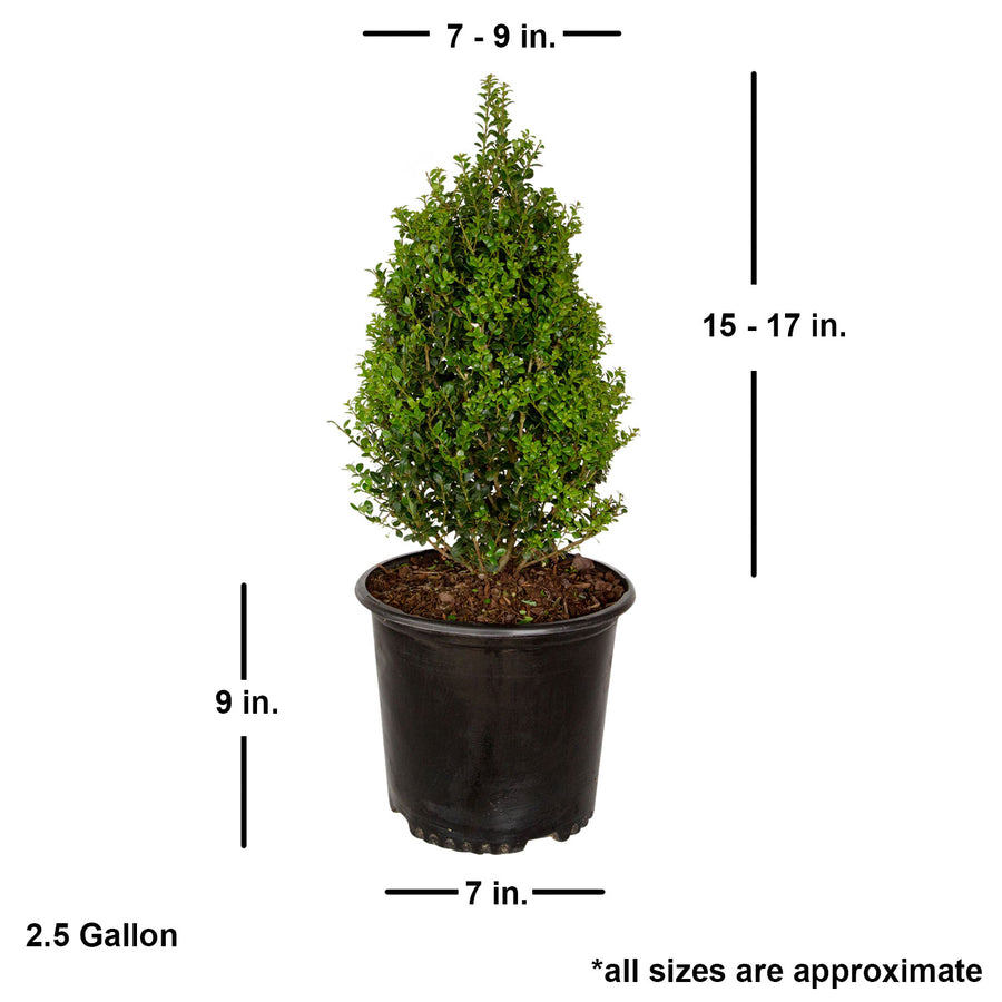 Steeds Holly Bush | Buy Now – Plants by Mail