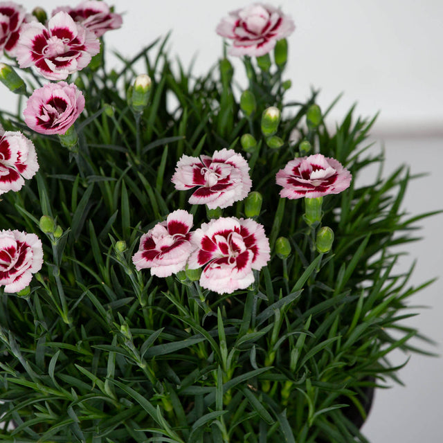 Scent First Raspberry Surprise Dianthus – Plants by Mail