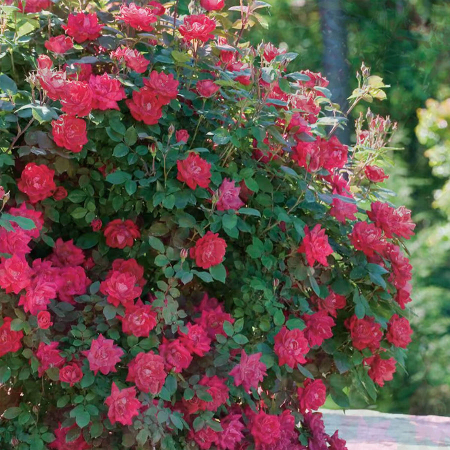 Knock Out Roses | Order Online – Plants by Mail