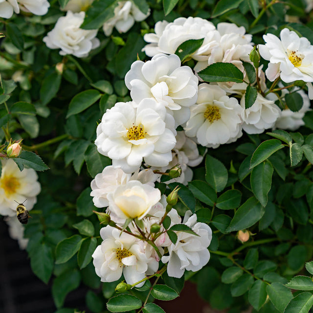 It’s A Breeze Ivory Blush | Groundcover Rose – Plants by Mail