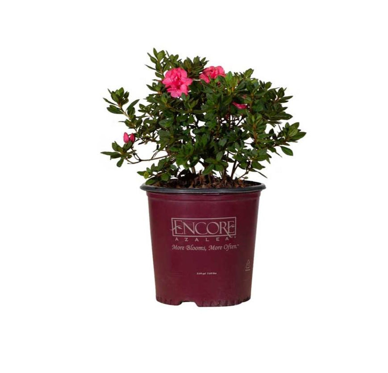 Autumn Rouge Encore Azalea | Shop – Plants by Mail