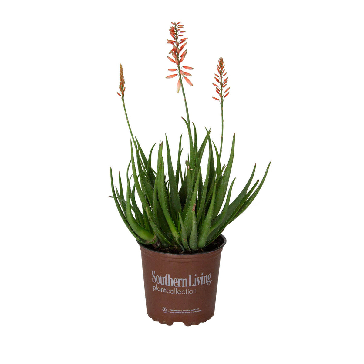 Safari Rose Aloe | Shop Online – Plants by Mail