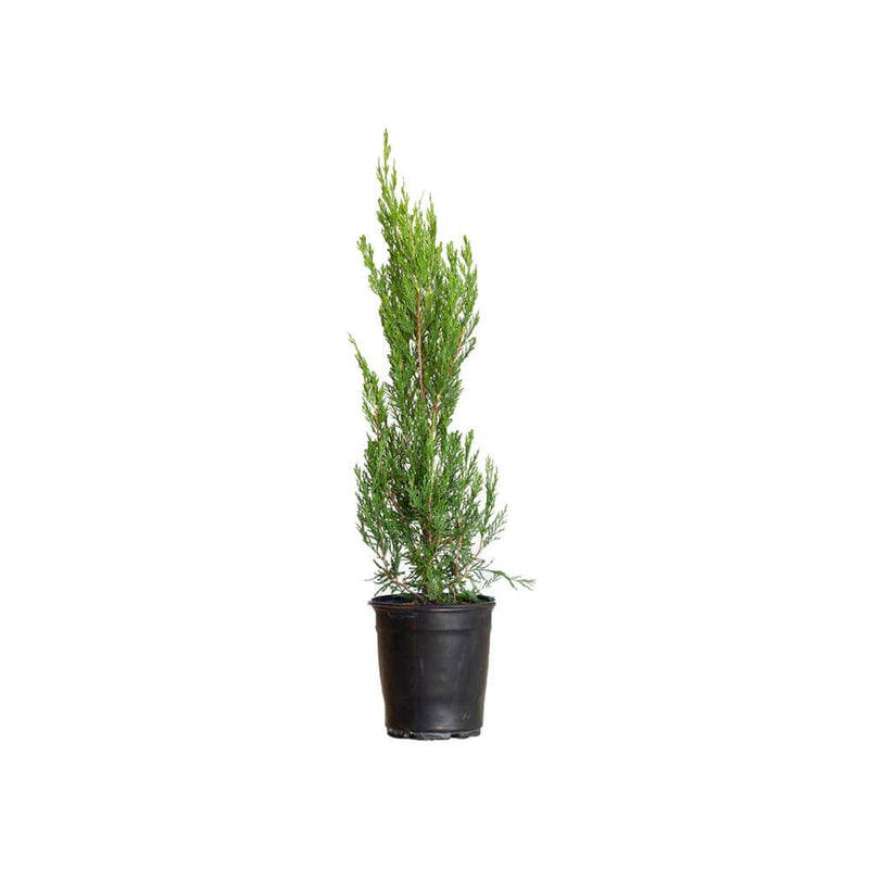 Juniper Trees for Sale | Upright Junipers – Plants by Mail
