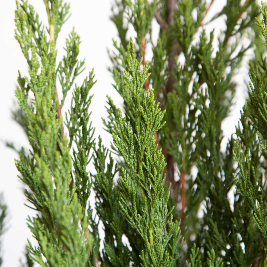 Juniper Trees for Sale | Upright Junipers – Plants by Mail