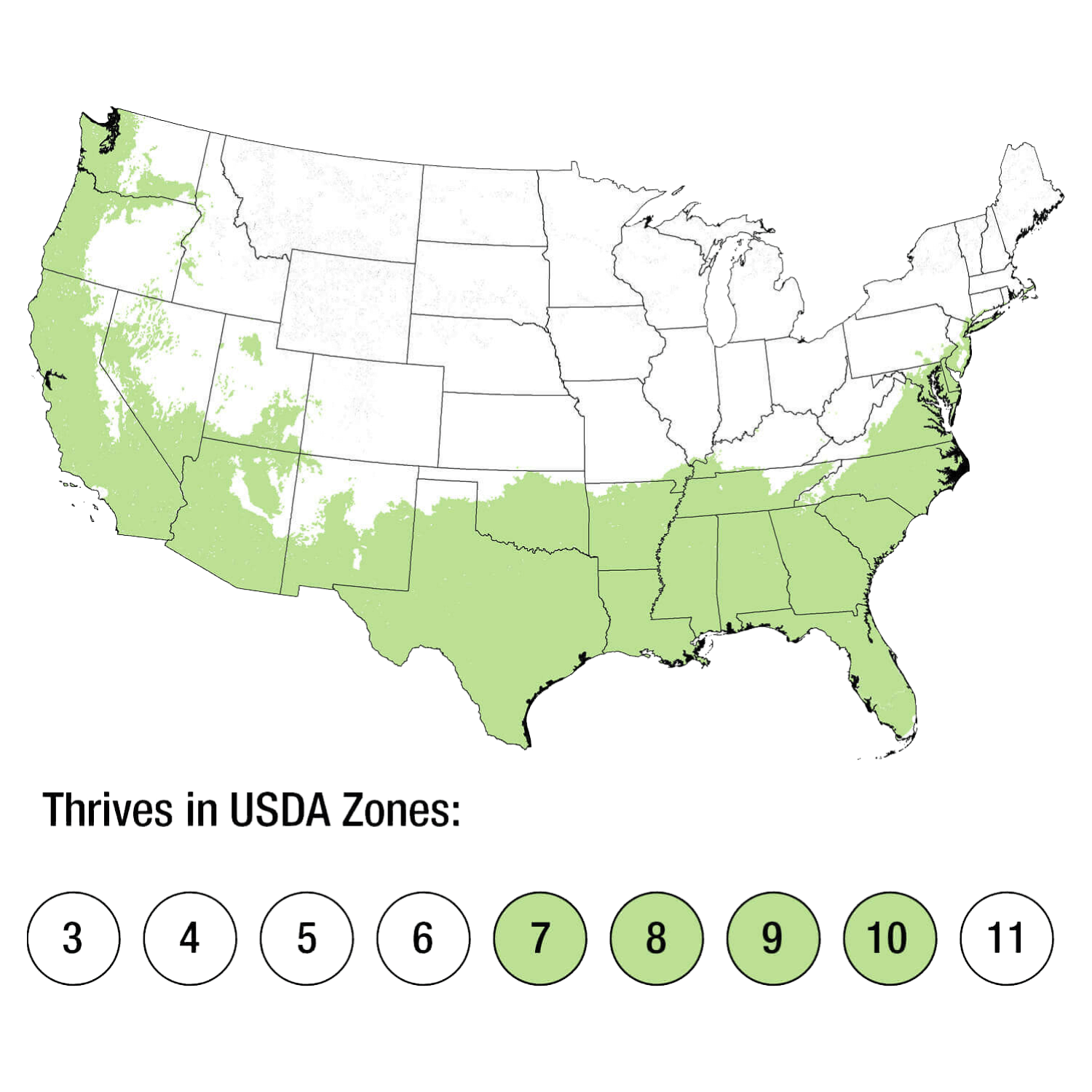 Buy Purple Daydream Loropetalum Online | Shop Now – Plants by Mail