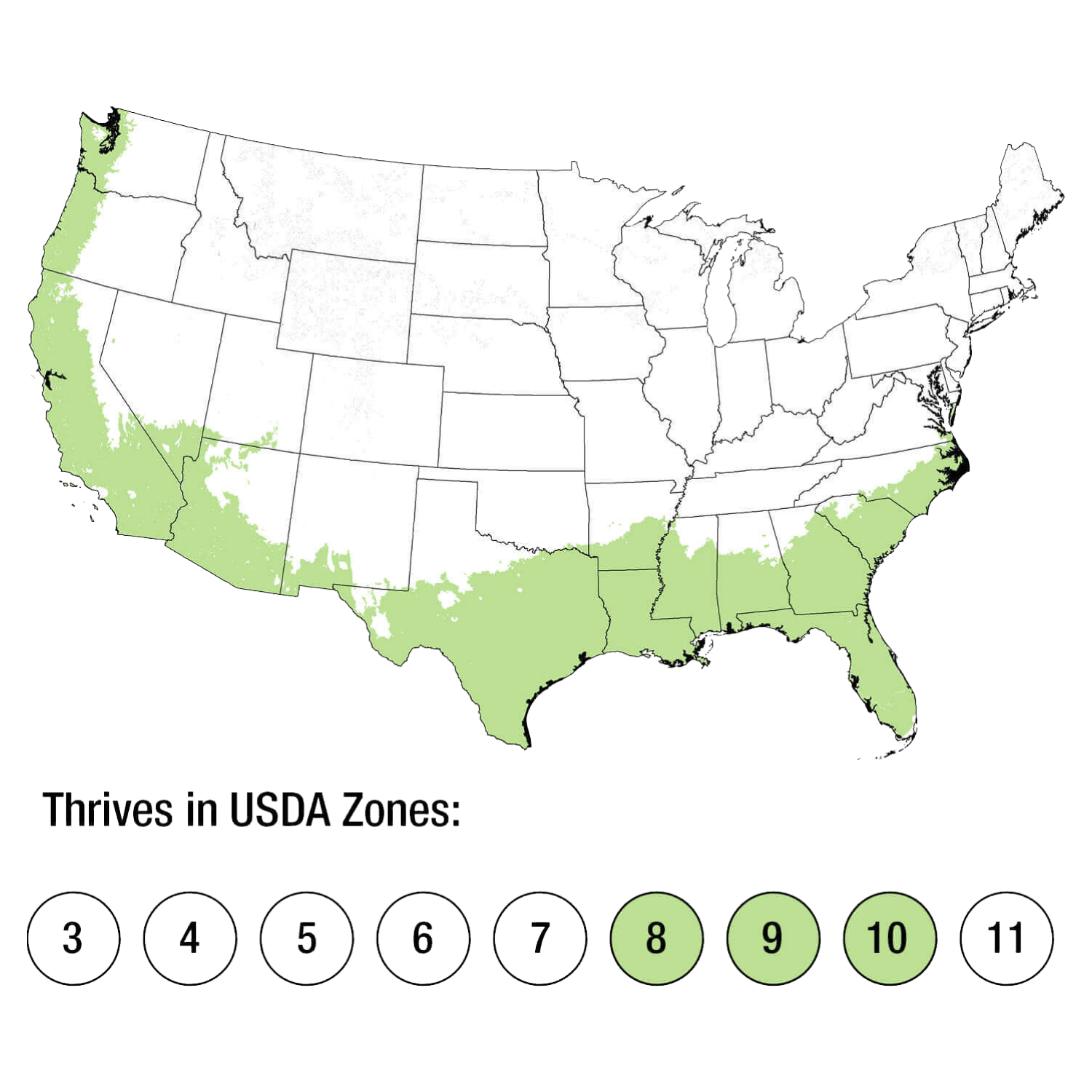 Woodard Rabbiteye Blueberry | Shop Online – Plants by Mail