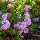 Autumn Belle Encore Azalea | Order Online – Plants by Mail
