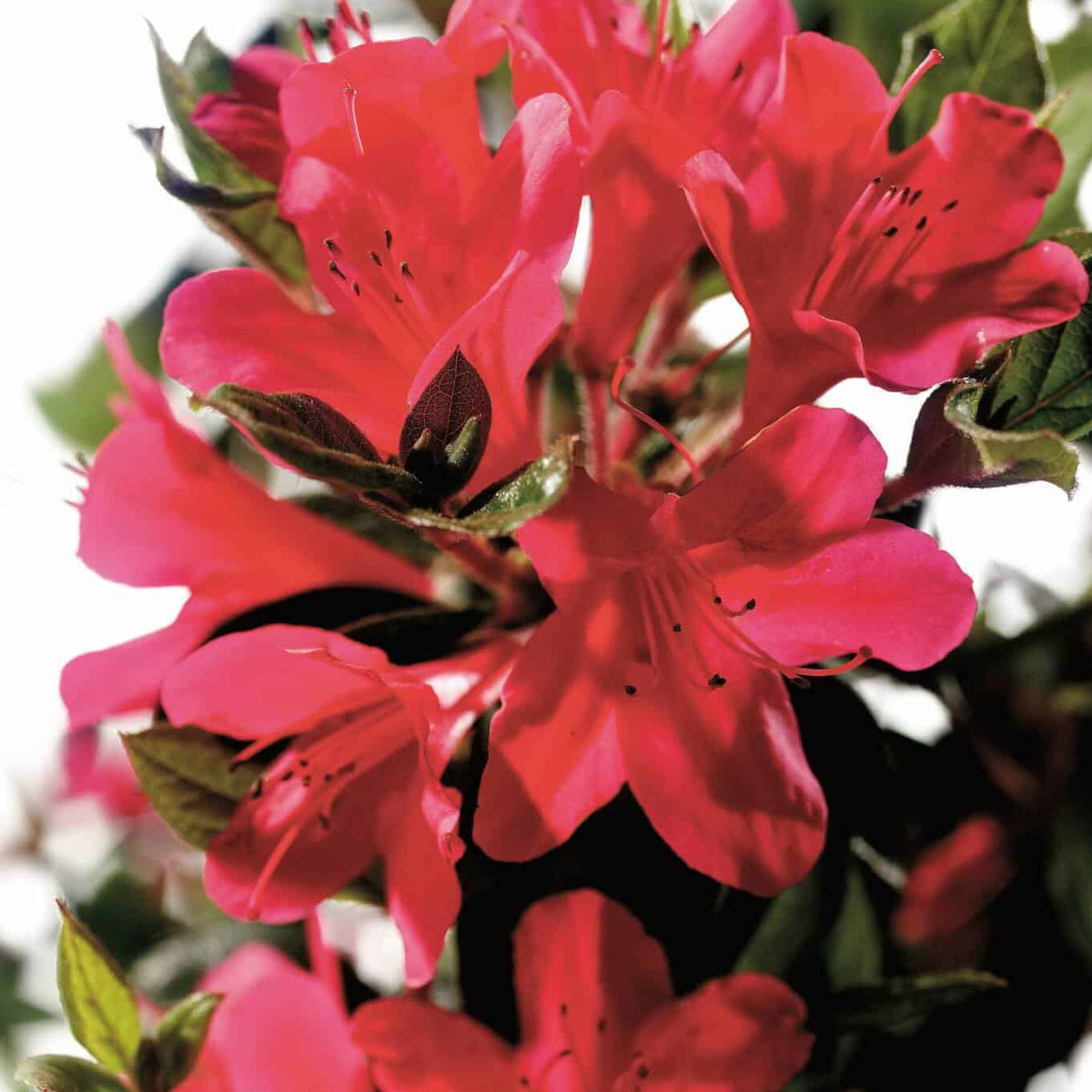 Autumn Ruby Encore Azalea | Shop Online – Plants by Mail