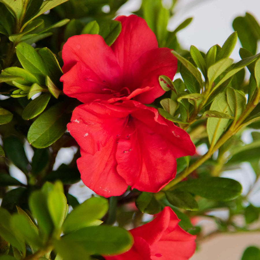 Autumn Sunset Encore Azalea | Shop Online – Plants by Mail