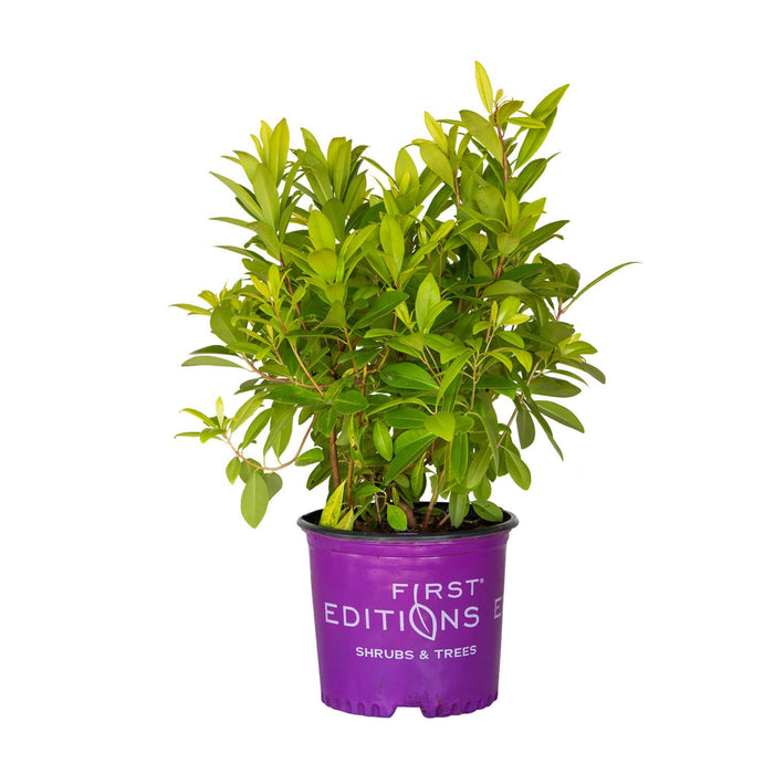 Illicium Anise Tree for Sale | Shop Now – Plants by Mail