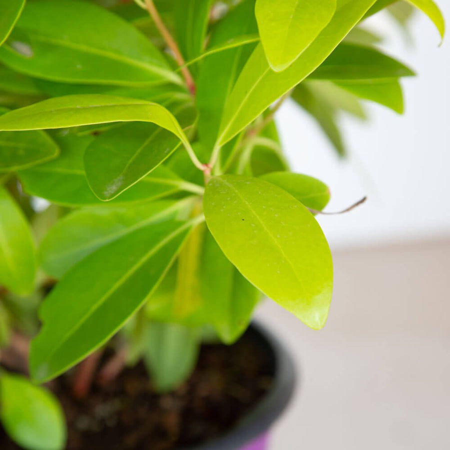 Illicium Anise Tree for Sale | Shop Now – Plants by Mail