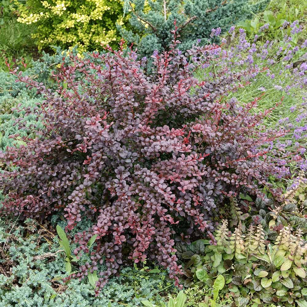 Crimson Pygmy Barberry Winter