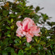 Autumn Belle Encore Azalea | Order Online – Plants by Mail