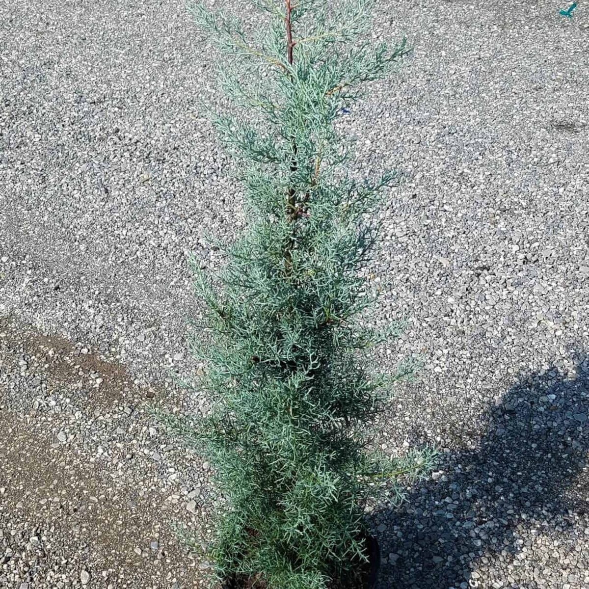 Blue Ice Cypress | Shop Online – Plants by Mail