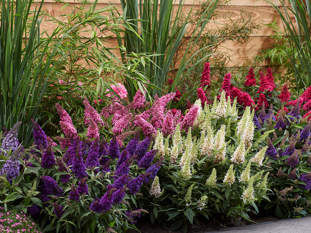 Li'l Raspberry Butterfly Bush | Magenta Flowering Butterfly Bush ...
