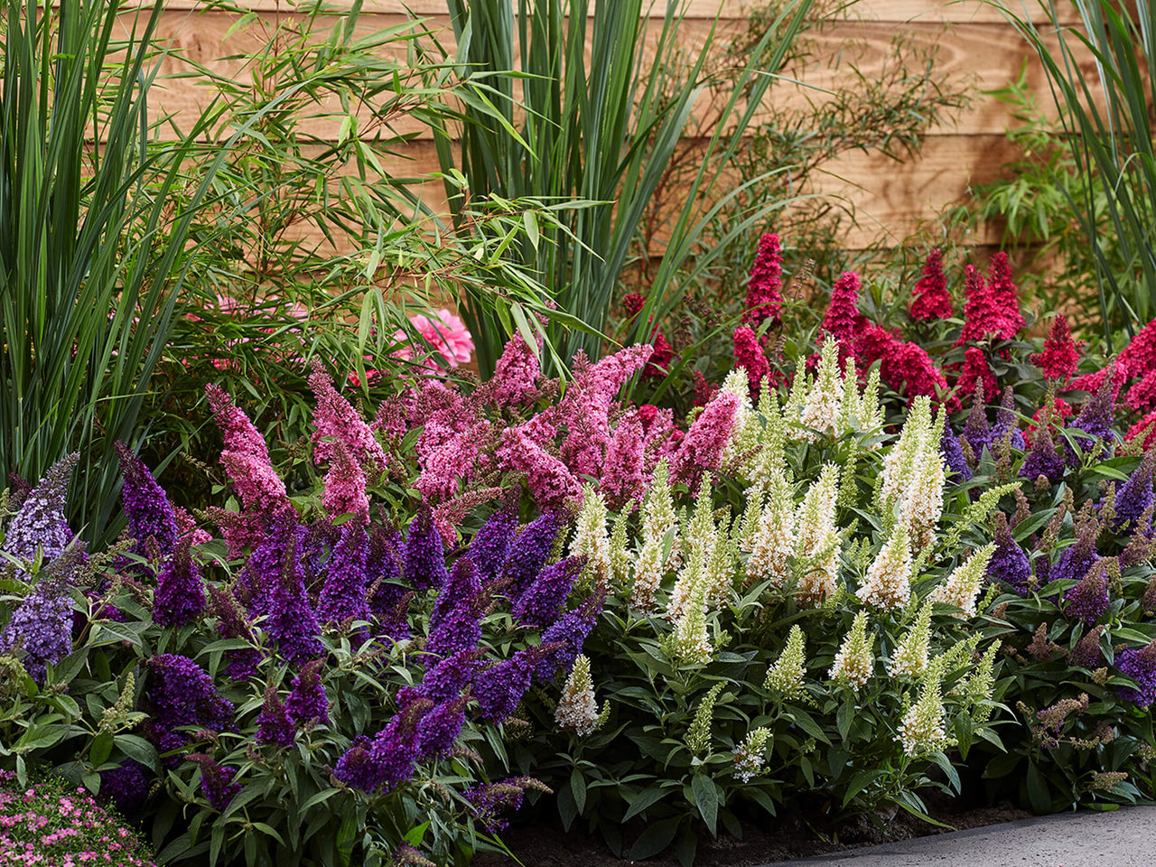 Li'l Raspberry Butterfly Bush | Magenta Flowering Butterfly Bush ...