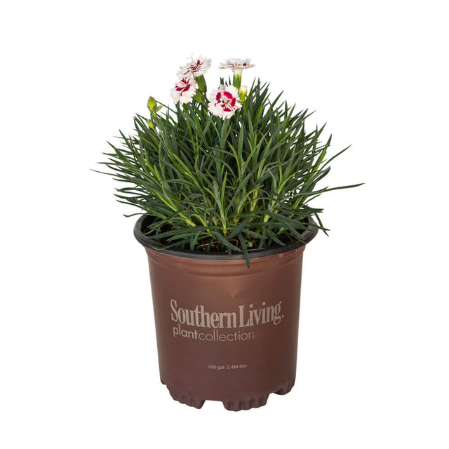 Scent First Coconut Surprise Dianthus | PlantsbyMail.com – Plants by Mail