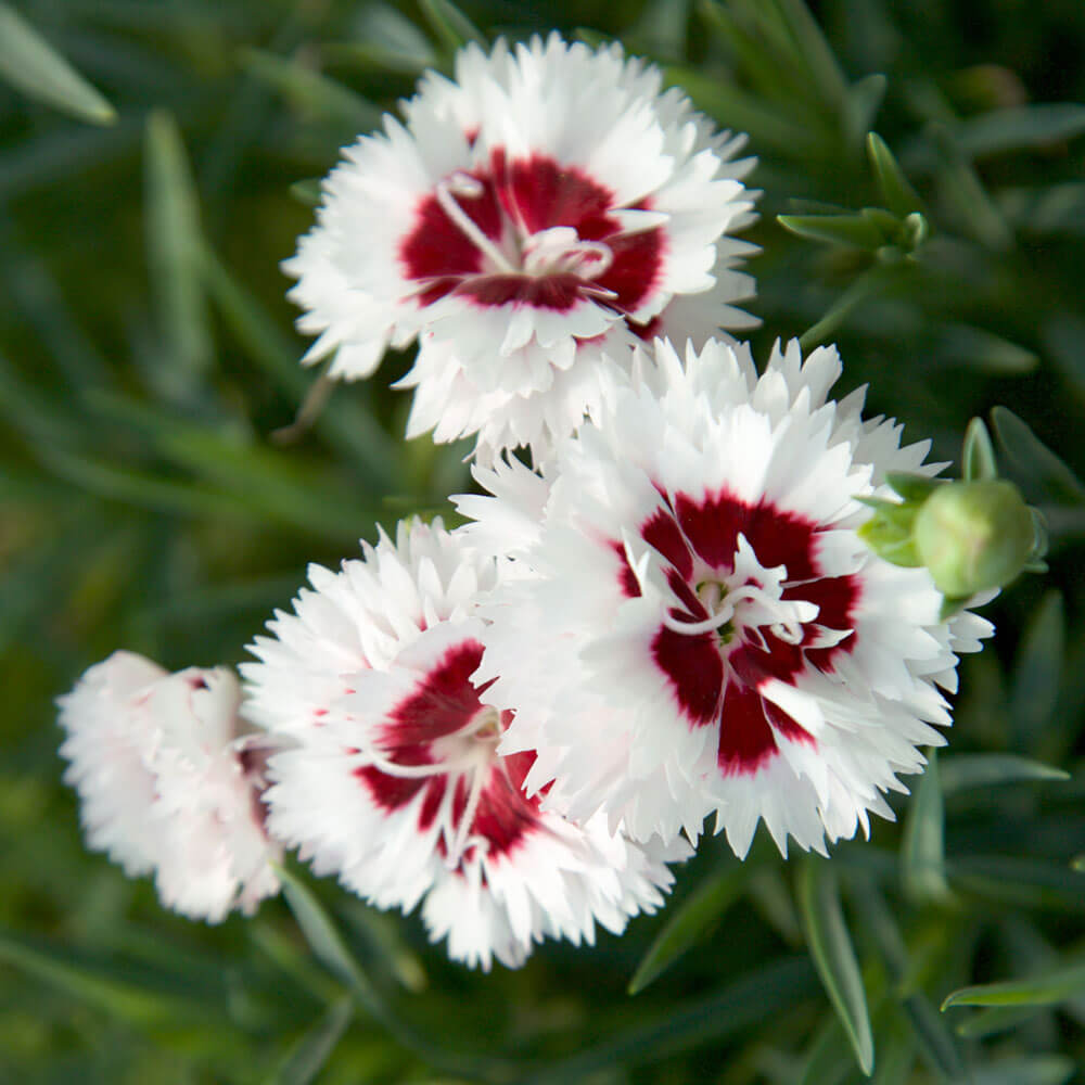 Scent First Coconut Surprise Dianthus – Plants by Mail