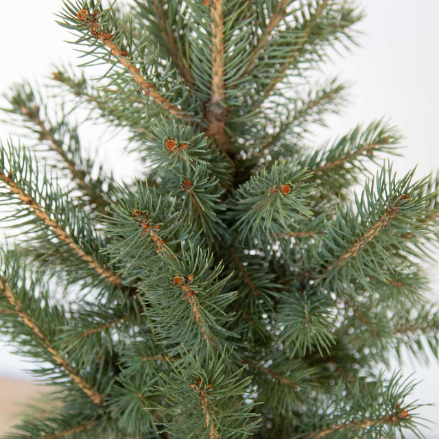 Baby Blue Colorado Spruce | Shop with PlantsbyMail.com – Plants by Mail