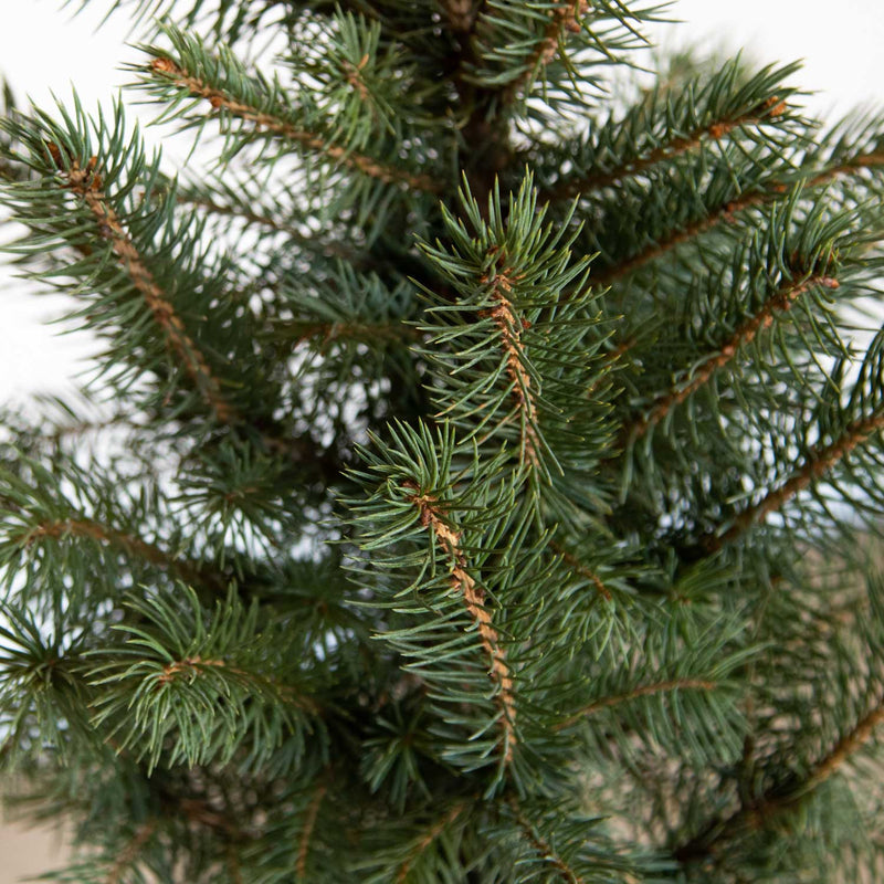 Spruce Trees for Sale | Shop Online With Plantsbymail.com – Plants by Mail