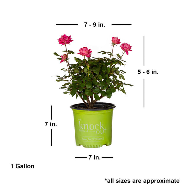 Double Pink Knock Out Rose | Shop – Plants by Mail