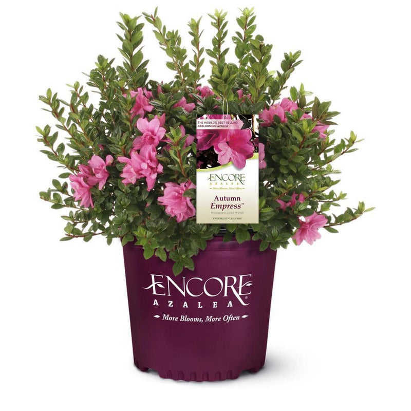 Autumn Empress Encore Azalea | Shop Online – Plants by Mail