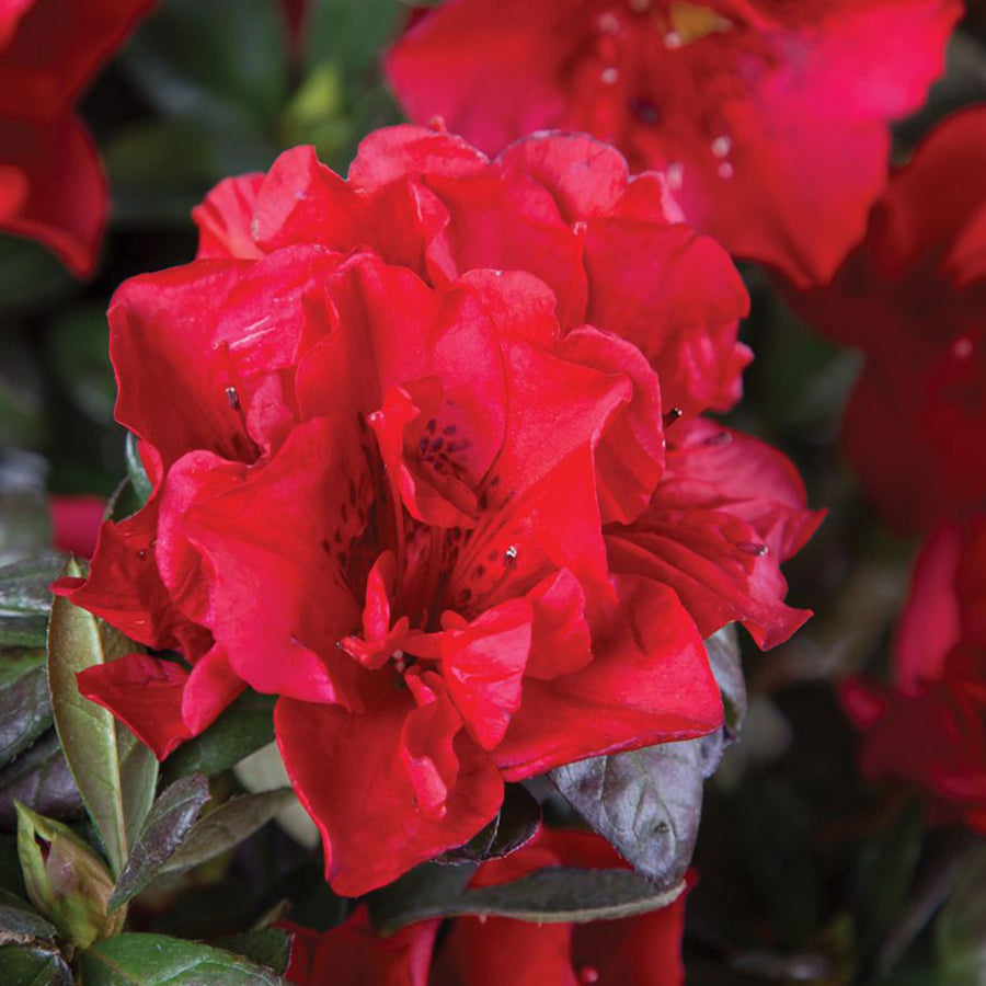 Autumn Fire Encore Azalea | Shop Online – Plants by Mail
