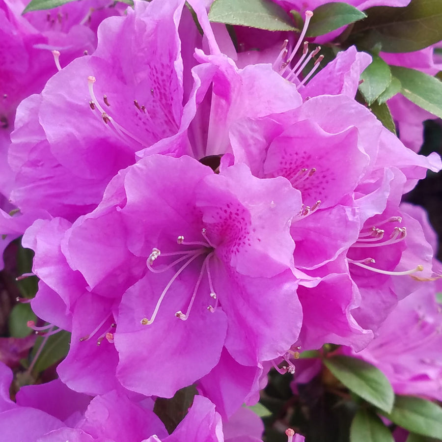 Autumn Lilac Encore Azalea | Shop Online – Plants by Mail