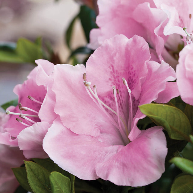 Autumn Sweetheart Encore Azalea | Shop Online – Plants by Mail