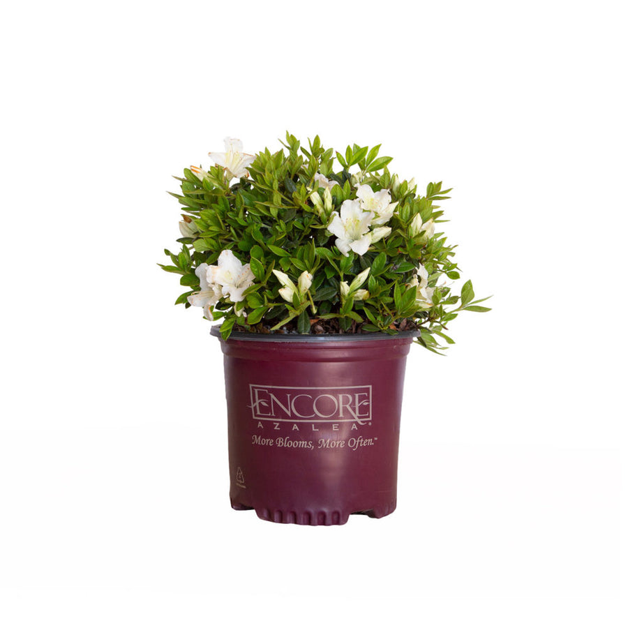 Shop Encore Azaleas | Order Online – Plants by Mail