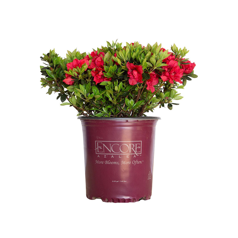 Autumn Fire Encore Azalea | Shop Online – Plants by Mail