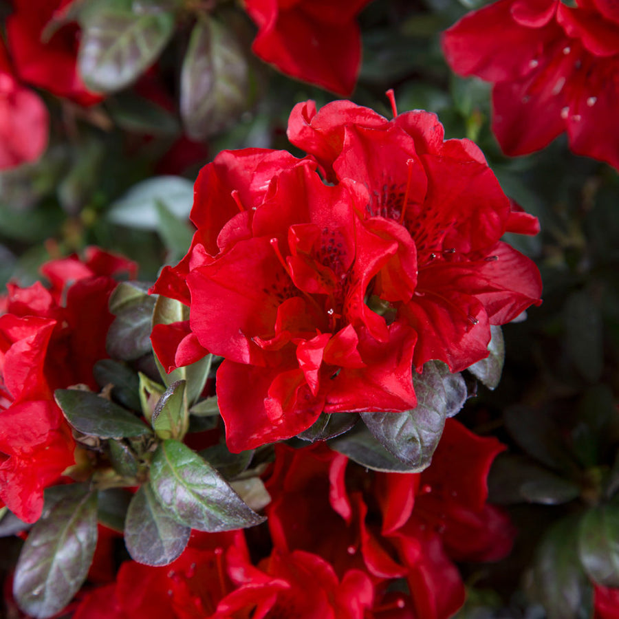 Autumn Fire Encore Azalea | Shop Online – Plants by Mail