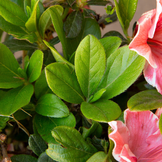 Autumn Sunburst Encore Azalea | Shop Online – Plants by Mail