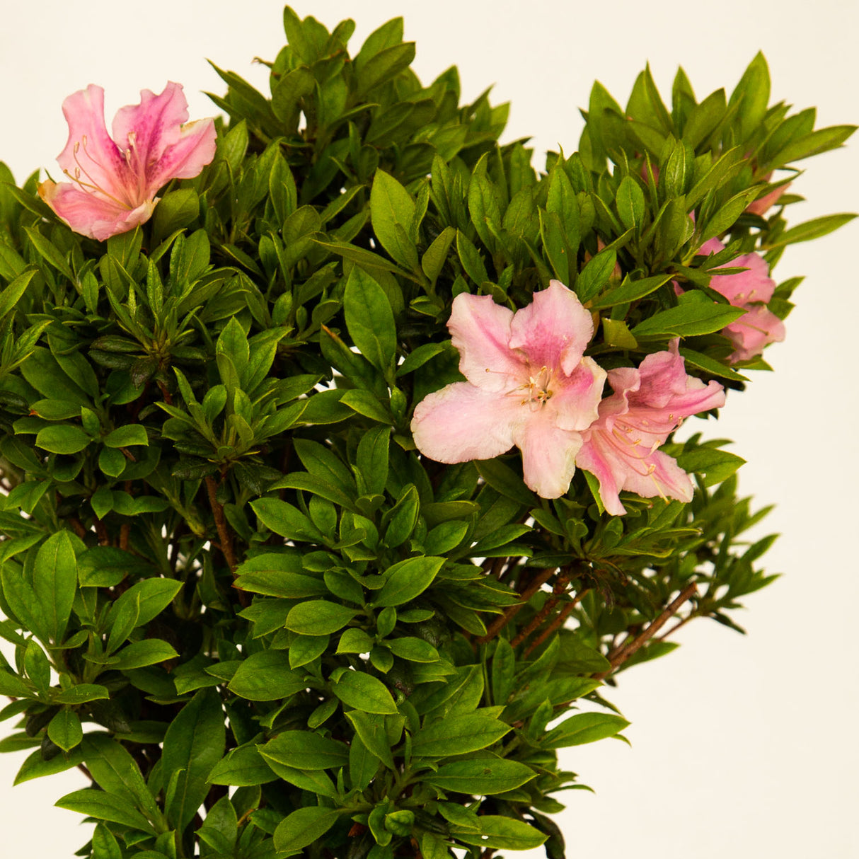 Autumn Sweetheart Encore Azalea | Shop Online – Plants by Mail