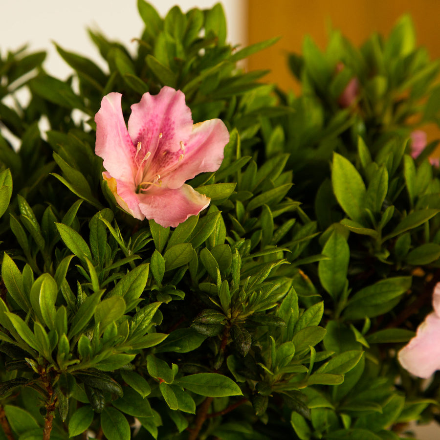 Autumn Sweetheart Encore Azalea | Shop Online – Plants by Mail