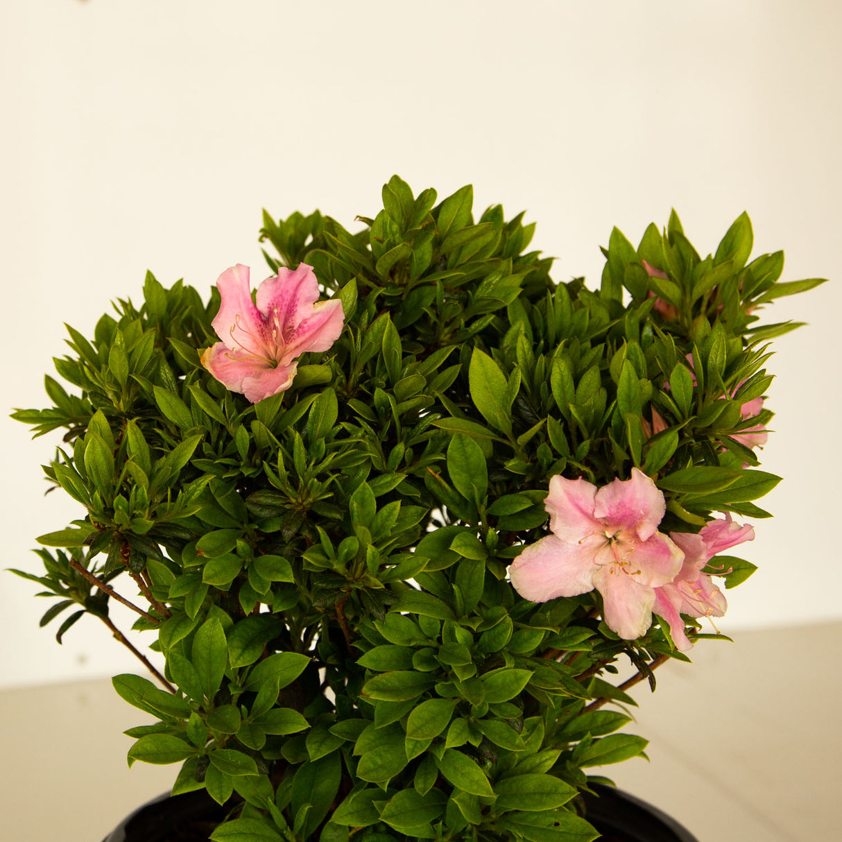 Autumn Sweetheart Encore Azalea | Shop Online – Plants by Mail