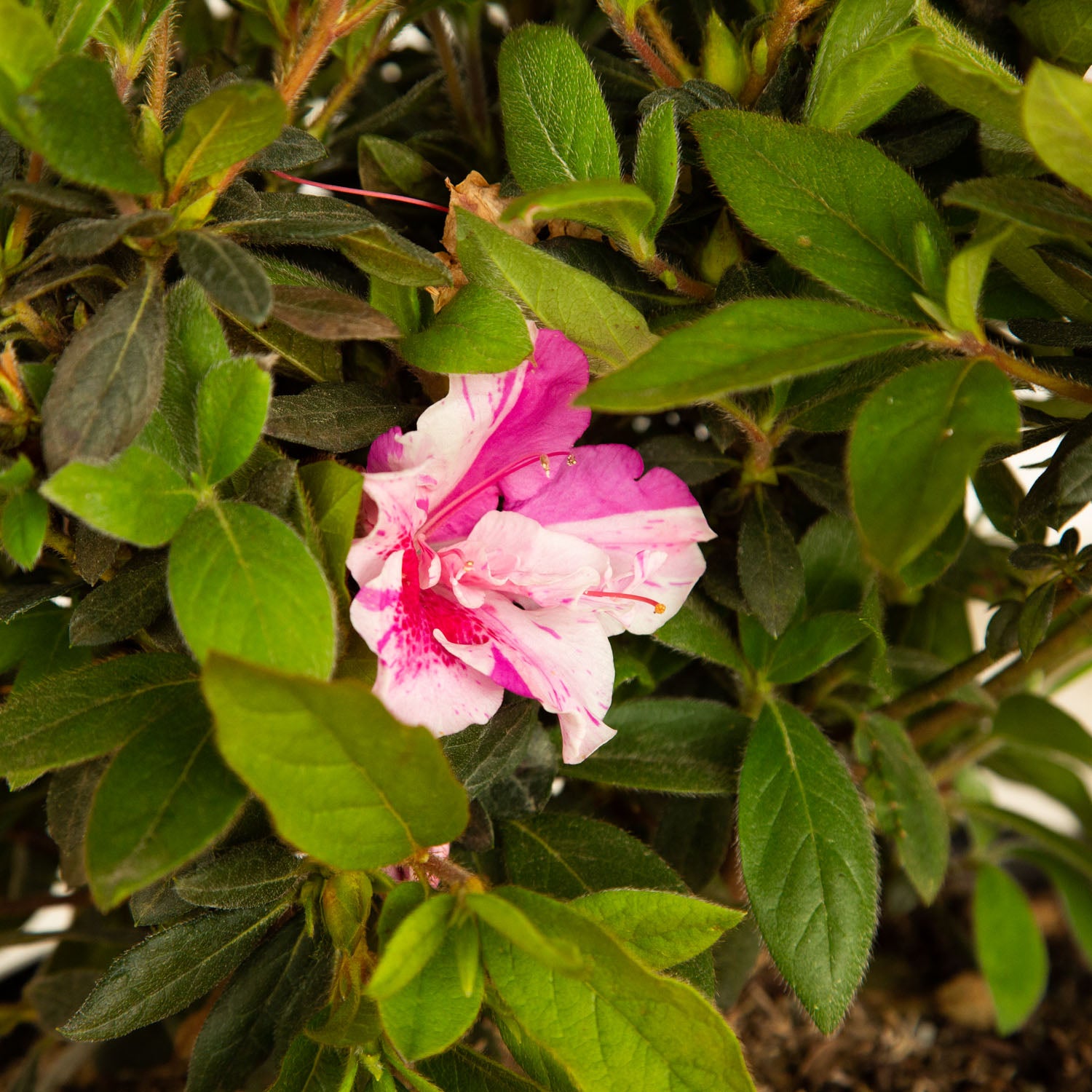 Autumn Twist Encore Azalea | Shop Online – Plants by Mail