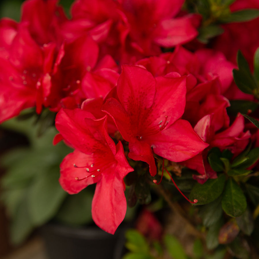 Autumn Bonfire Encore Azalea | Shop Online – Plants by Mail