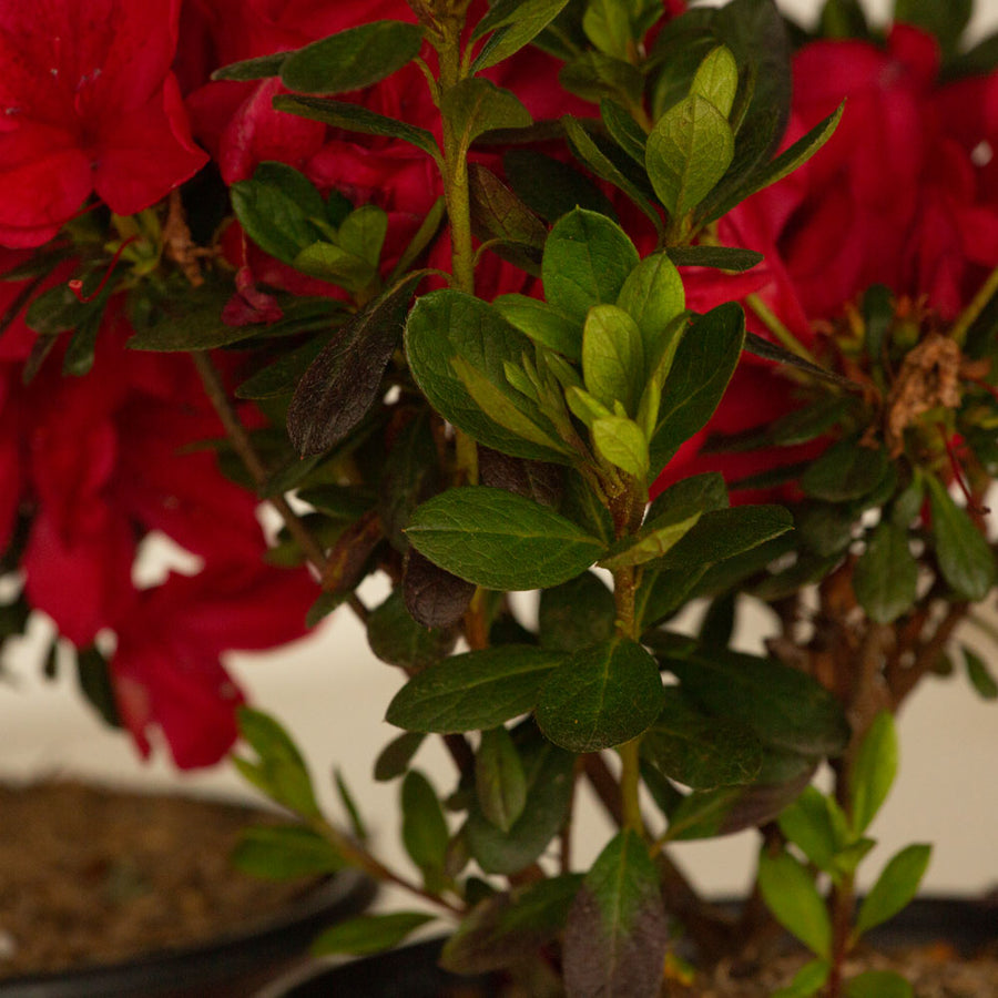 Autumn Bonfire Encore Azalea | Shop Online – Plants by Mail