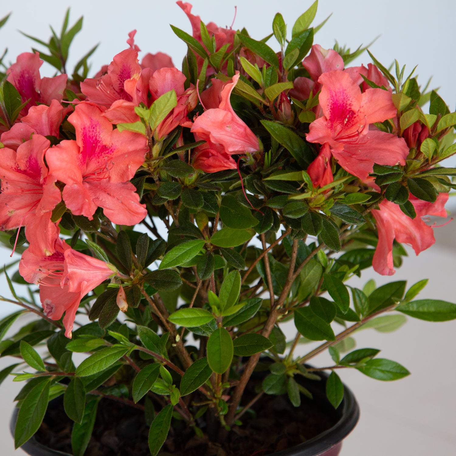 Autumn Coral Encore Azalea | Shop Online – Plants by Mail