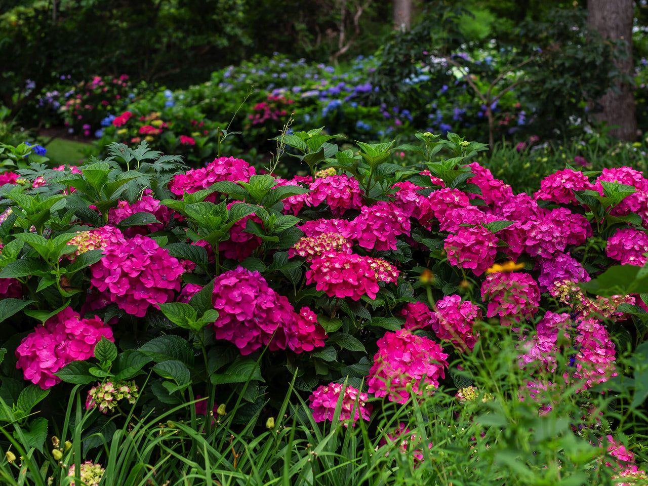 Summer Crush Hydrangea | Endless Summer – Plants by Mail