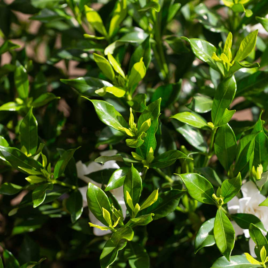 Fool Proof Gardenia | For Sale – Plants by Mail