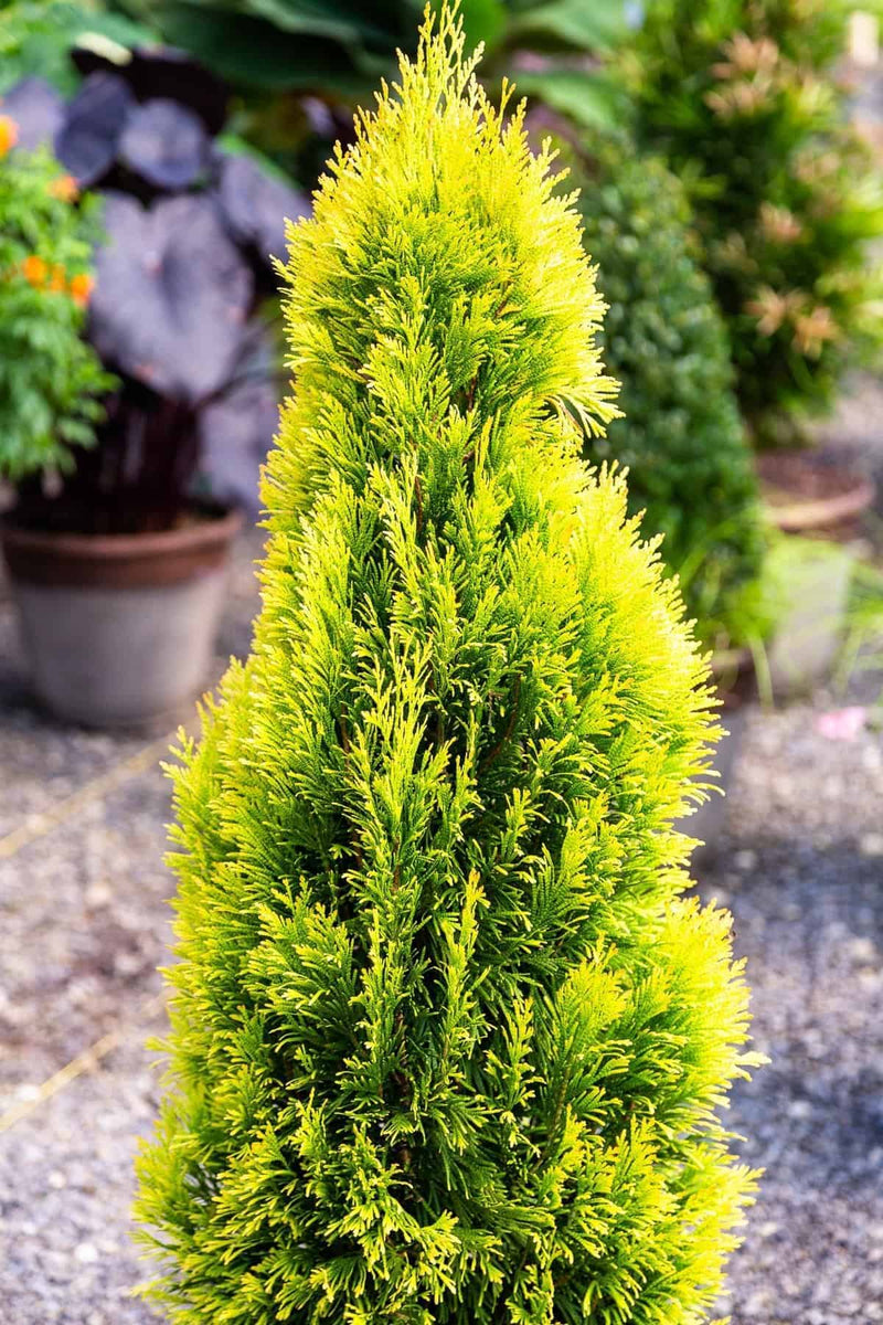 Arborvitae Trees for Sale | Shop Privacy Trees – Plants by Mail