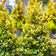 Golden Oakland Holly Tree | Variegated, Evergreen – Plants by Mail