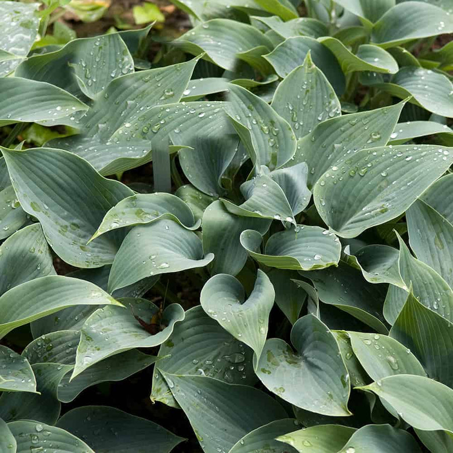 Halcyon Hosta - Blue-Green Hosta - Shop Now – Plants by Mail